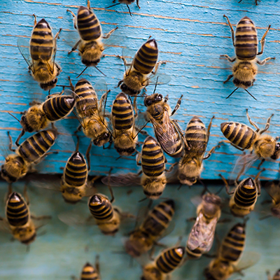 Our Bee Pest Control Services | Viking Pest Control