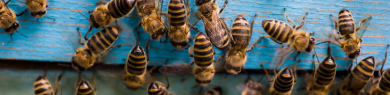 Bee Control in Delaware | Bee Exterminator | Viking Pest