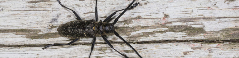 Pennsylvania Beetle Control Solutions | Viking Pest Control