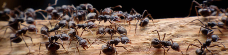 Carpenter Ants in Pennsylvania Solutions | Viking Pest Control