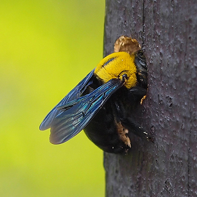 Carpenter Bee Treatment | Viking Pest Control