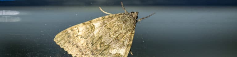 Moths in Pennsylvania Solutions | Viking Pest Control