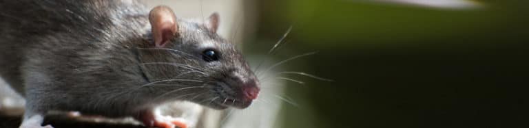 Rats in New Jersey Treatments | Viking Pest Control