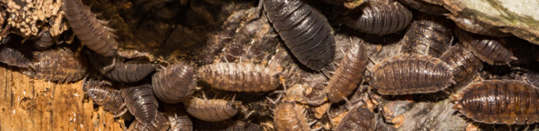 Effective Sow Bug Pest Control Services | Viking Pest