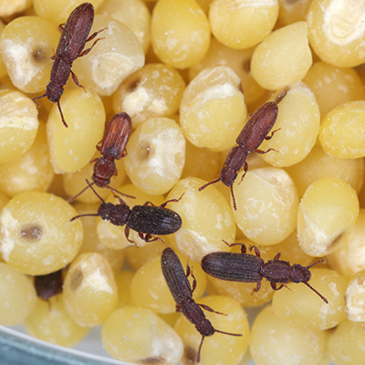 Stored Product Pests Exterminator Services | Viking Pest Control