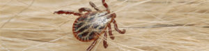 Delaware Tick Extermination Solutions | Viking Pest Control