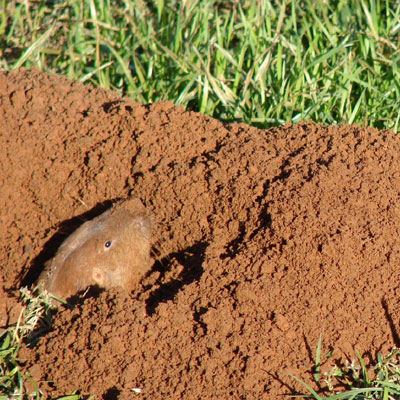 Our Vole Pest Control Services | Viking Pest Control