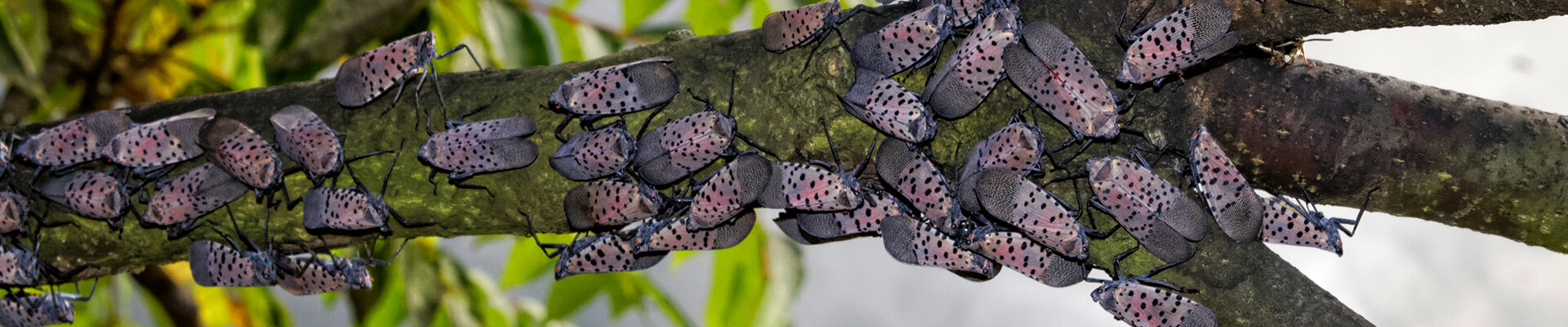 Professional Spotted Lanternfly Control Services | Viking Pest Control