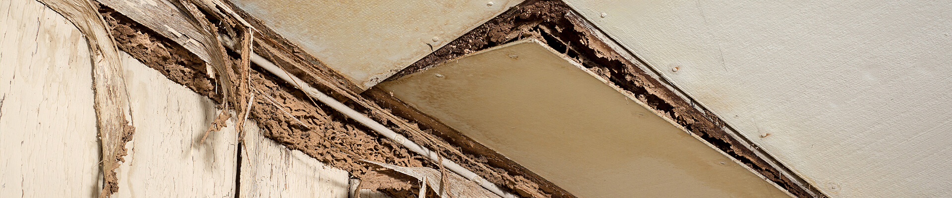 Professional Termite Control for Your Business| Viking Pest Control