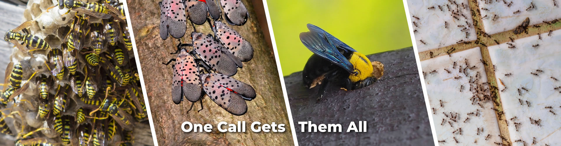 Pest Control & Extermination Services in NJ, PA, DE & MD