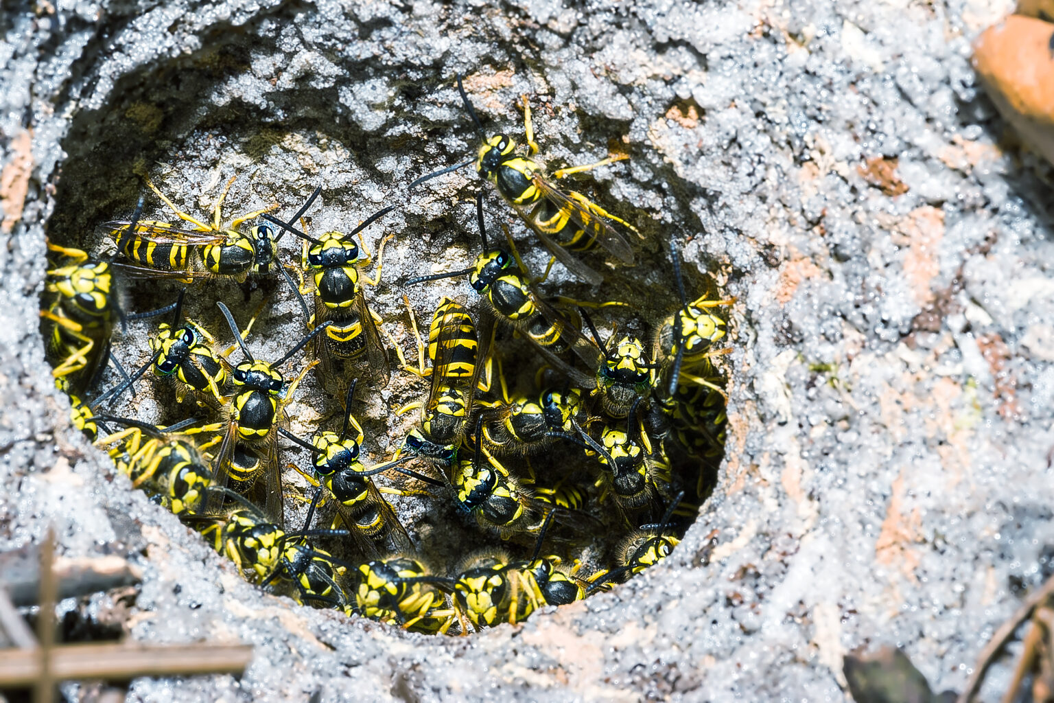 Worried About Yellow Jackets? Call Viking Pest Today