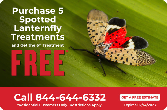 Our Pest Prime Week Promotions | Viking Pest Control