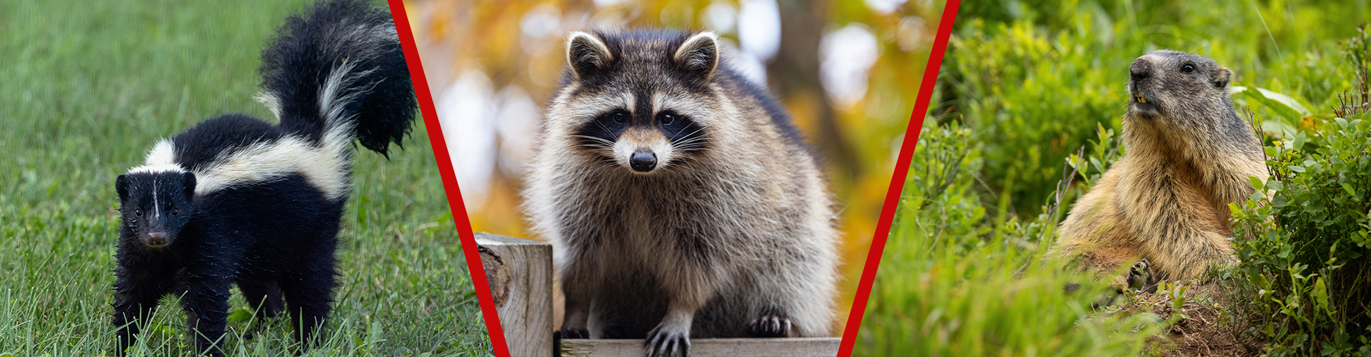 Viking Pest Control » SMART Wildlife Exclusion - Viking Pest Control ...