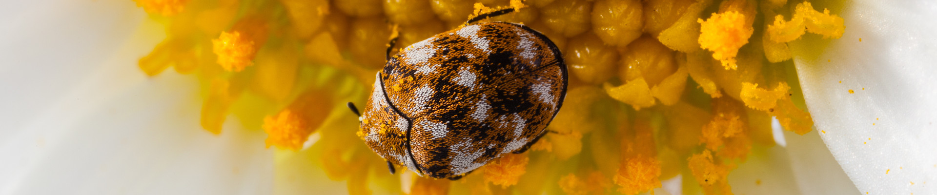 Carpet Beetles - Viking Pest Control